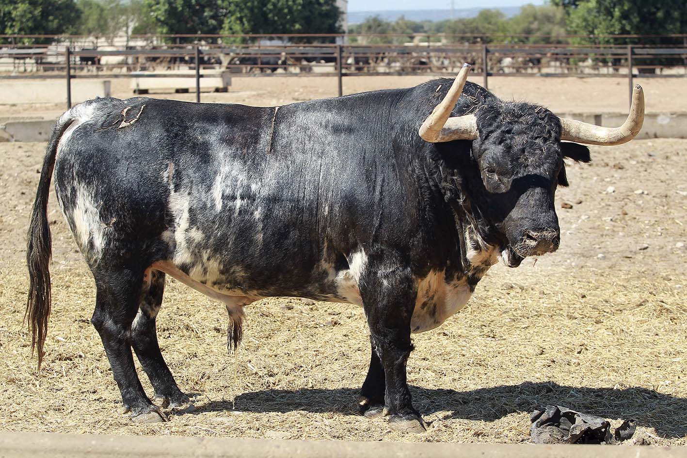 TORRESTRELLA, la historia continúa - Bous al Carrer