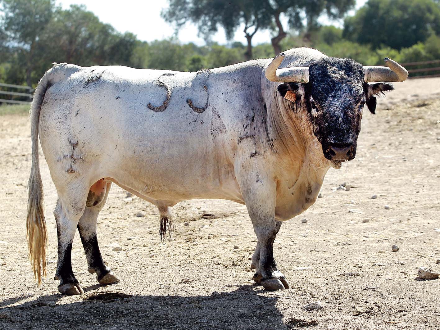 TORRESTRELLA, la historia continúa - Bous al Carrer