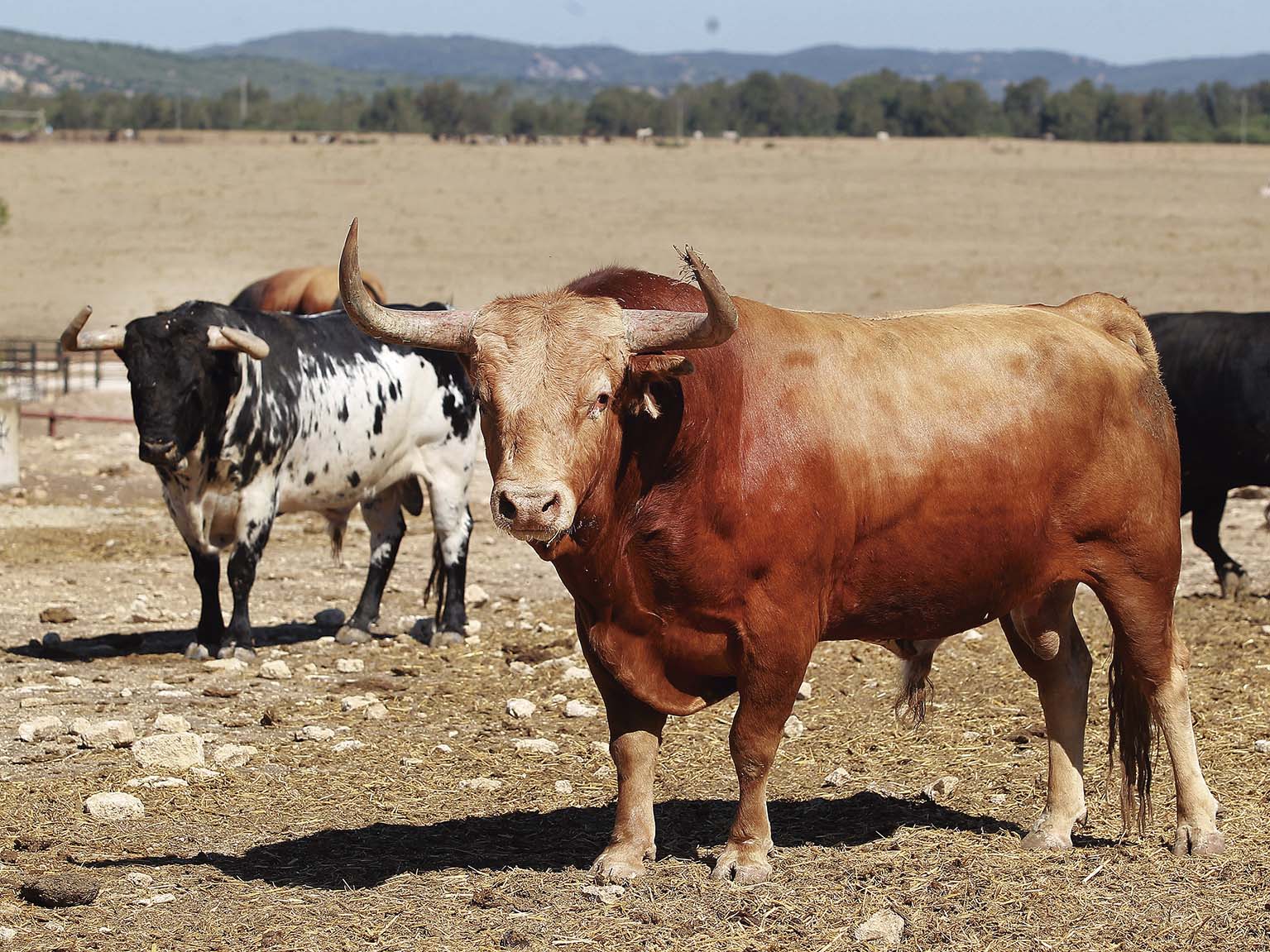 TORRESTRELLA, la historia continúa - Bous al Carrer